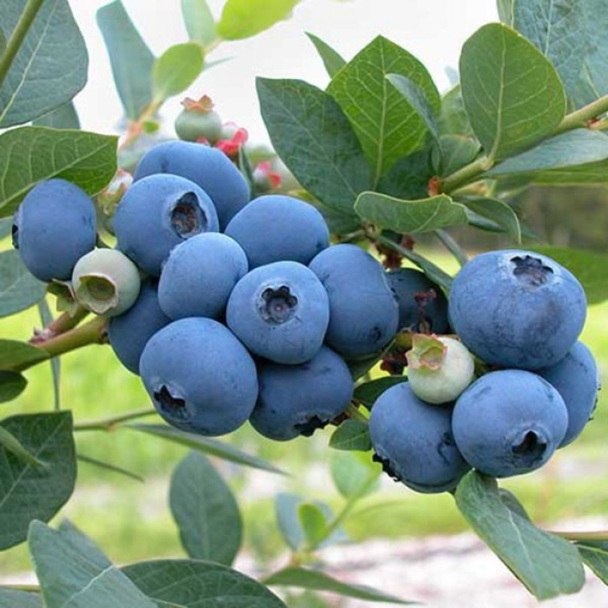 Vaccinium Ashei Brightwell Rabbiteye Blueberry | SiteOne