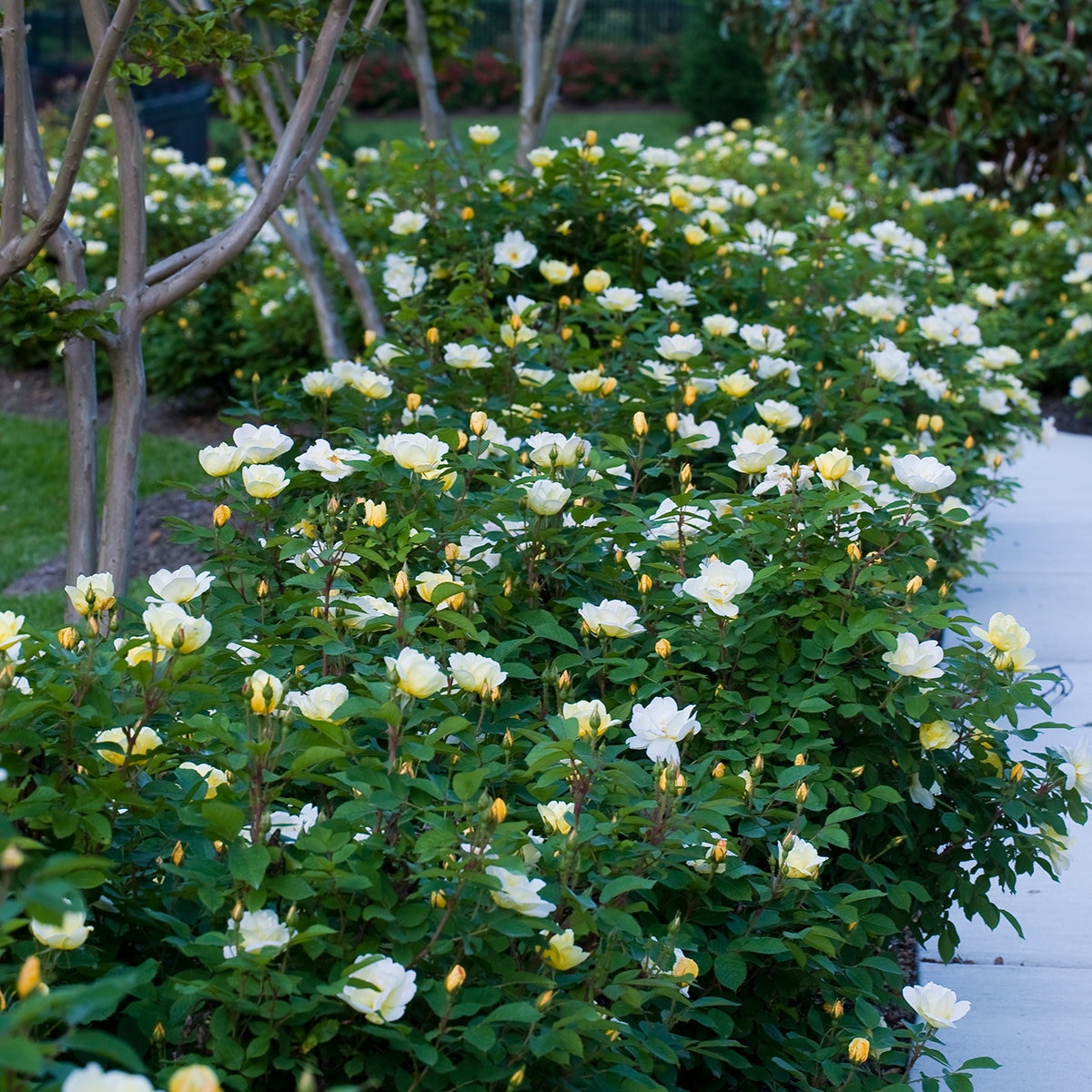 Rosa X Sunny Knock Out Rose | SiteOne