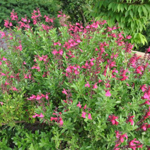 Salvia Greggi Big Pink Texas Sage | SiteOne