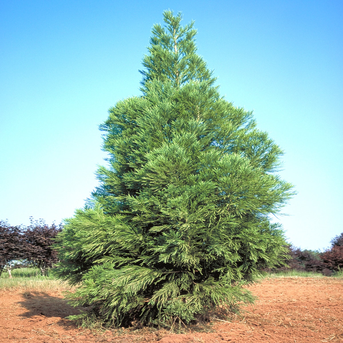 Cryptomeria Japonica Yoshino Japanese Cedar | SiteOne