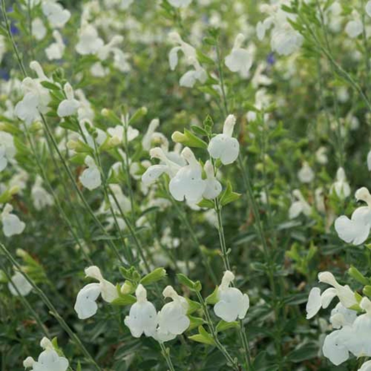Salvia Greggii Alba Autumn Sage | SiteOne