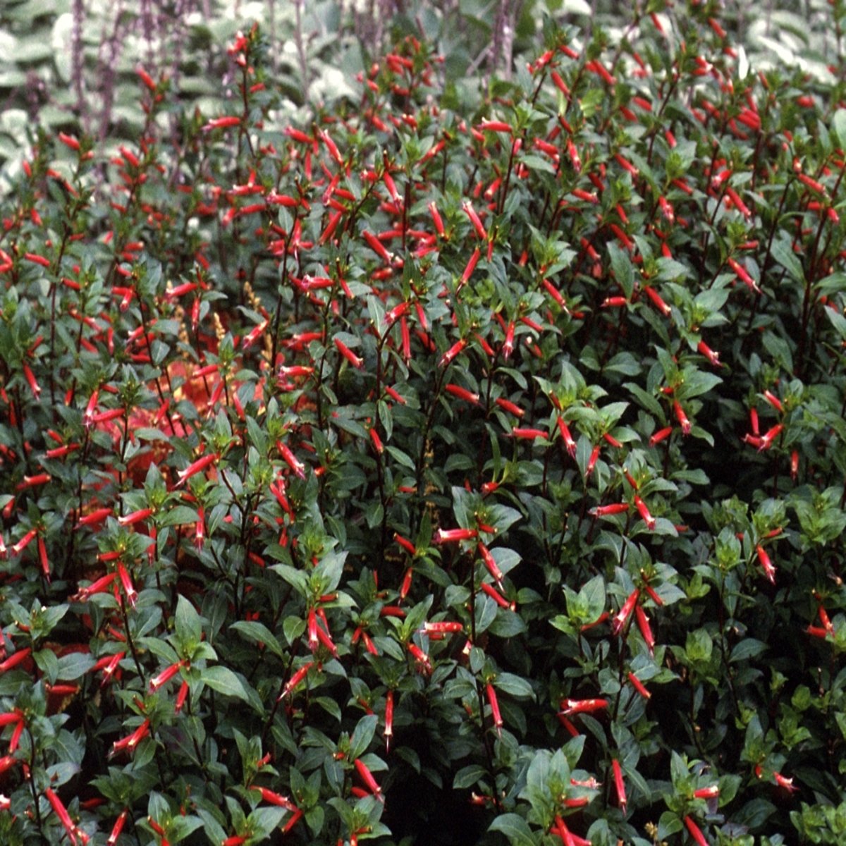 Cuphea David Verity Large Firecracker Plant | SiteOne