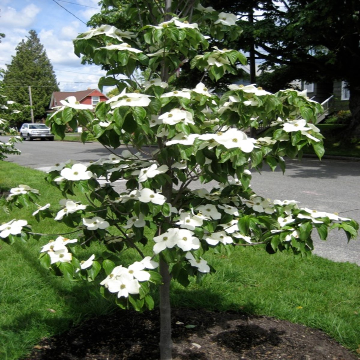 Cornus Kousa X Elwinortonii Jersey Star Starlight Dogwo | SiteOne