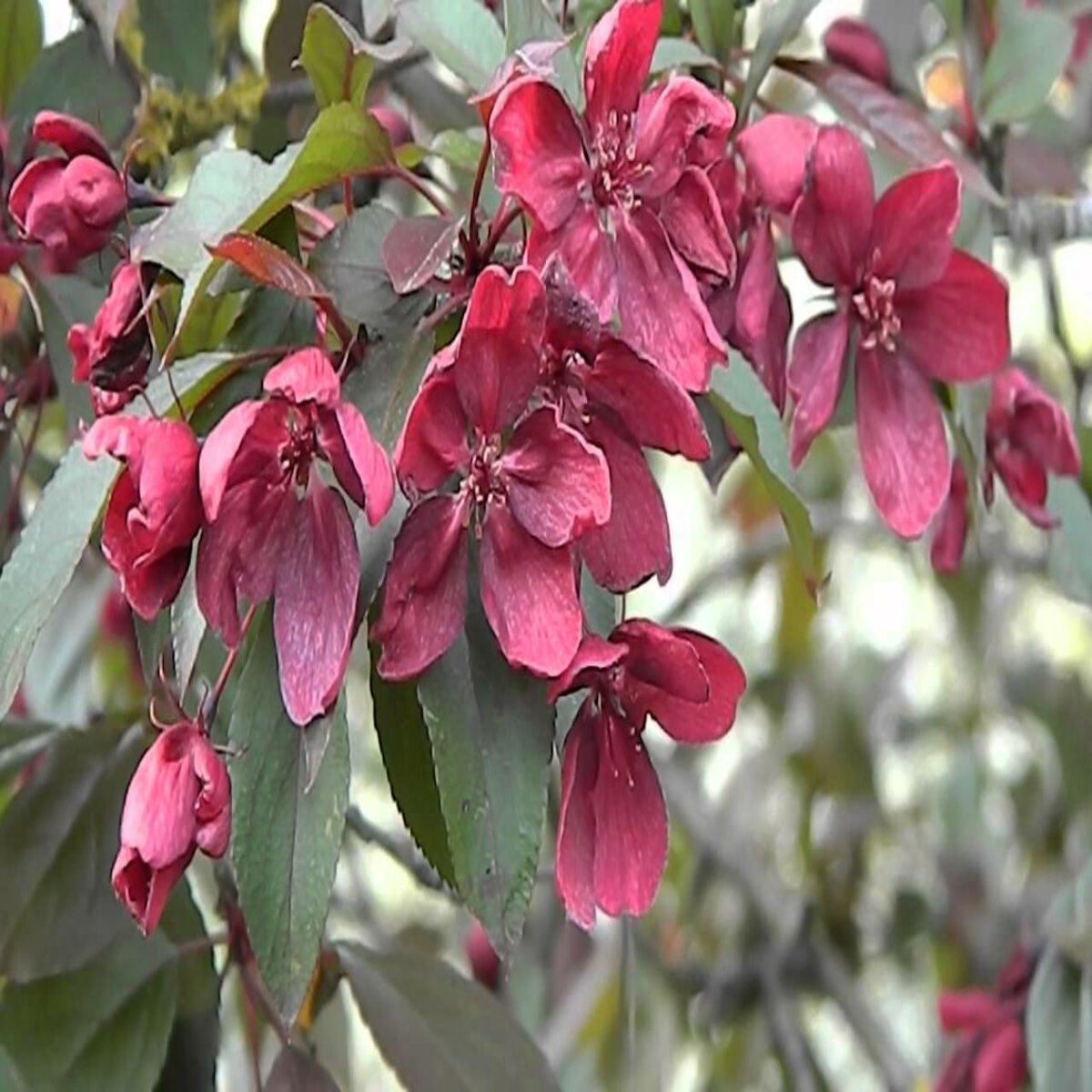 Malus X Royalty Crabapple | SiteOne