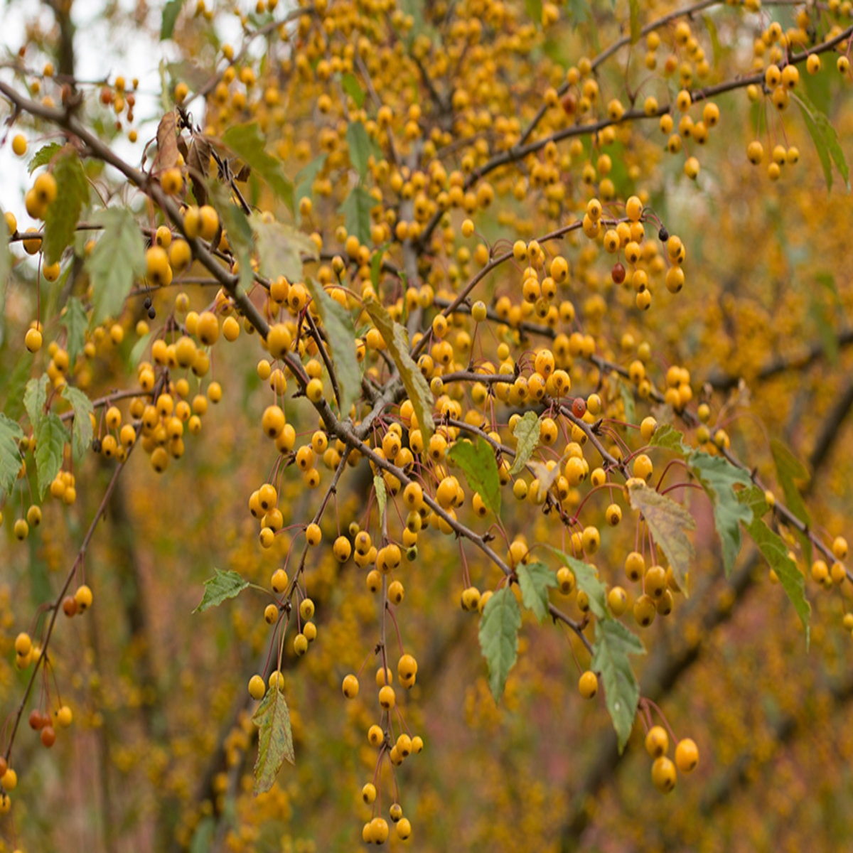 Malus Transitoria Golden Raindrops Crabapple | SiteOne