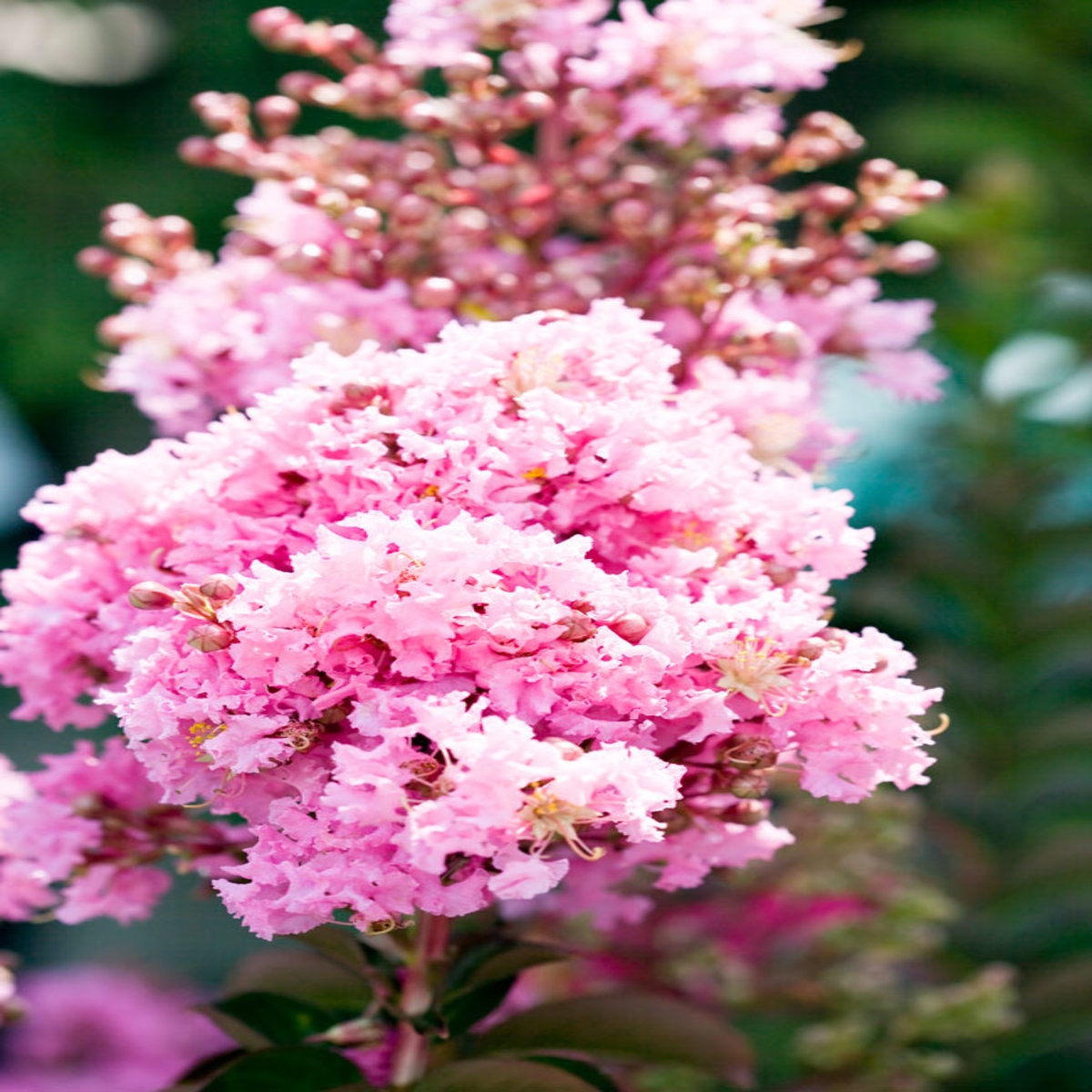 Lagerstroemia Indica Pink Ruffles Crape Myrtle | SiteOne