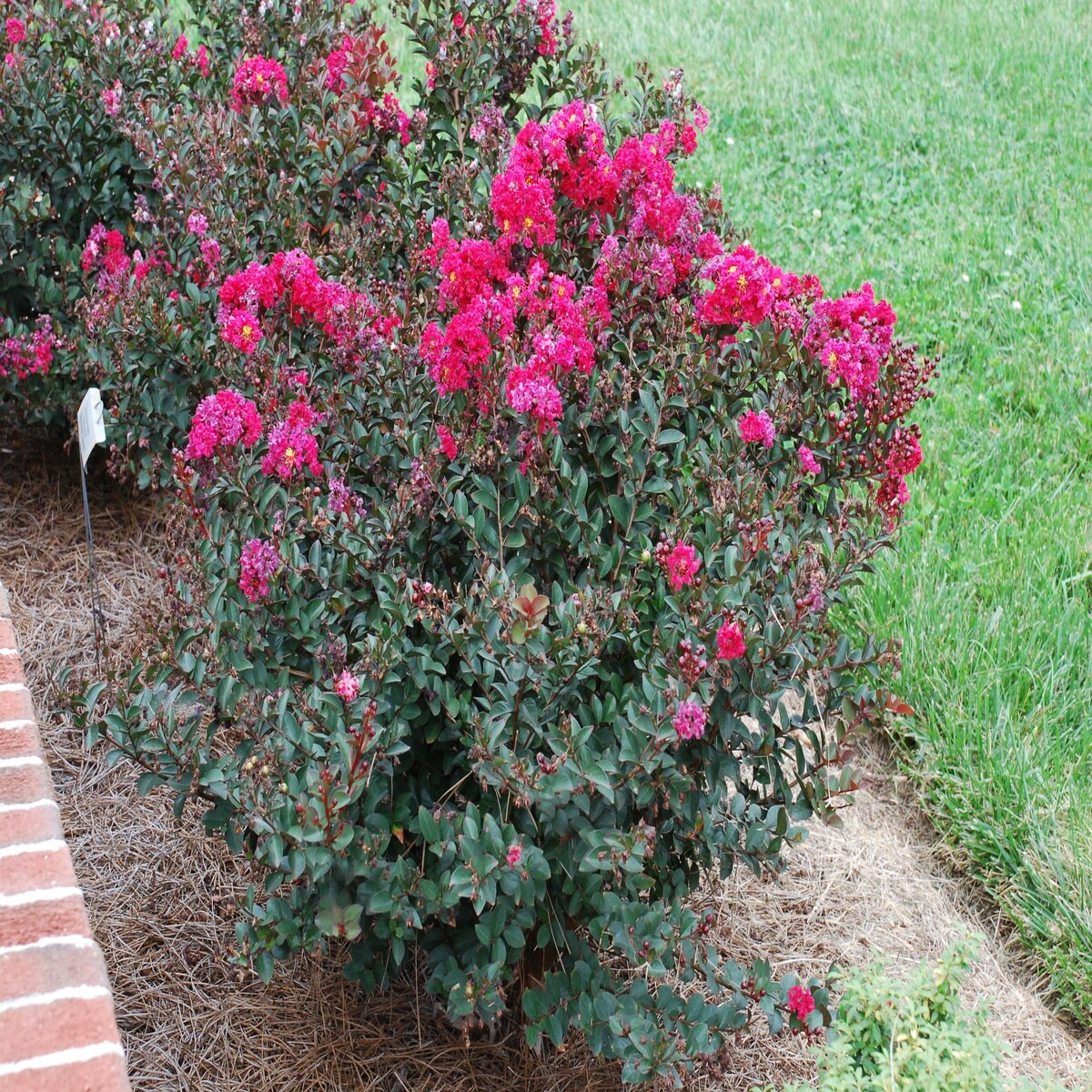 Lagerstroemia Indica Tightwad Crape Myrtle | SiteOne