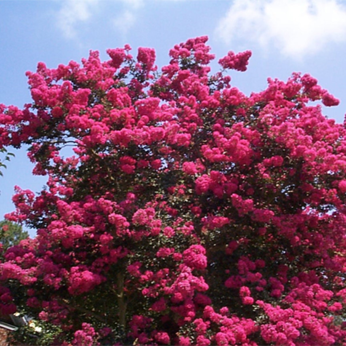 Lagerstroemia Indica Watermelon Red Crape Myrtle | SiteOne