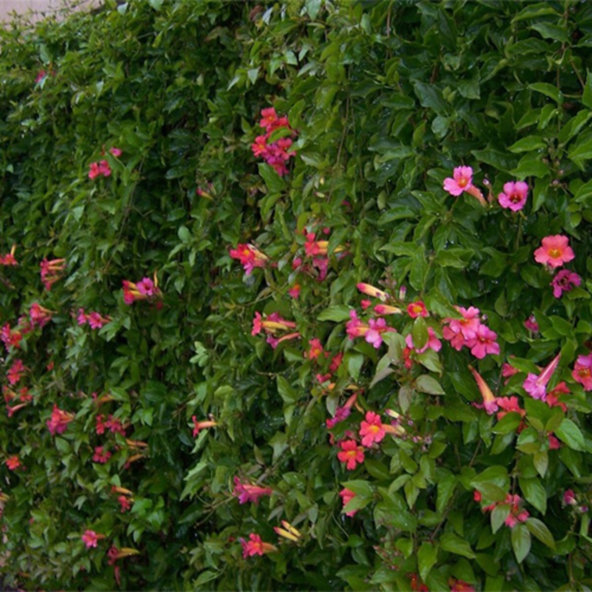 Distictis Buccinatoria Scarlet Trumpet Vine | SiteOne