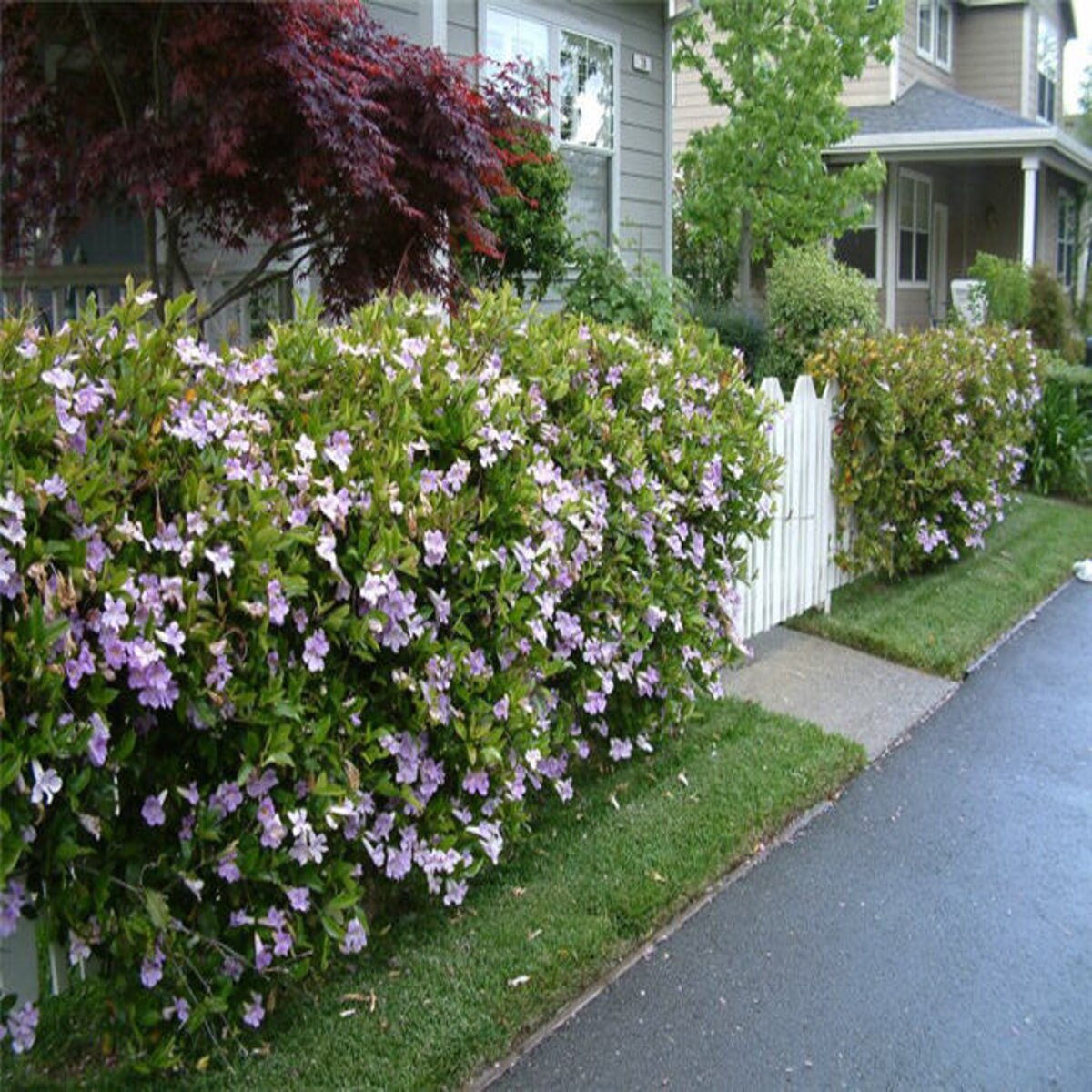 Distictis Rivers Royal Trumpet Vine | SiteOne