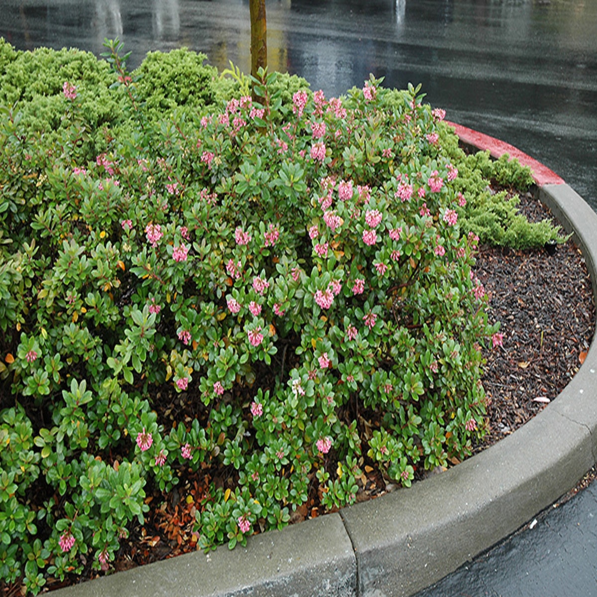 Escallonia X Newport Dwarf Escallonia | SiteOne