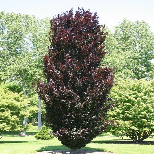 Fagus Sylvatica Red Obelisk Beech | SiteOne