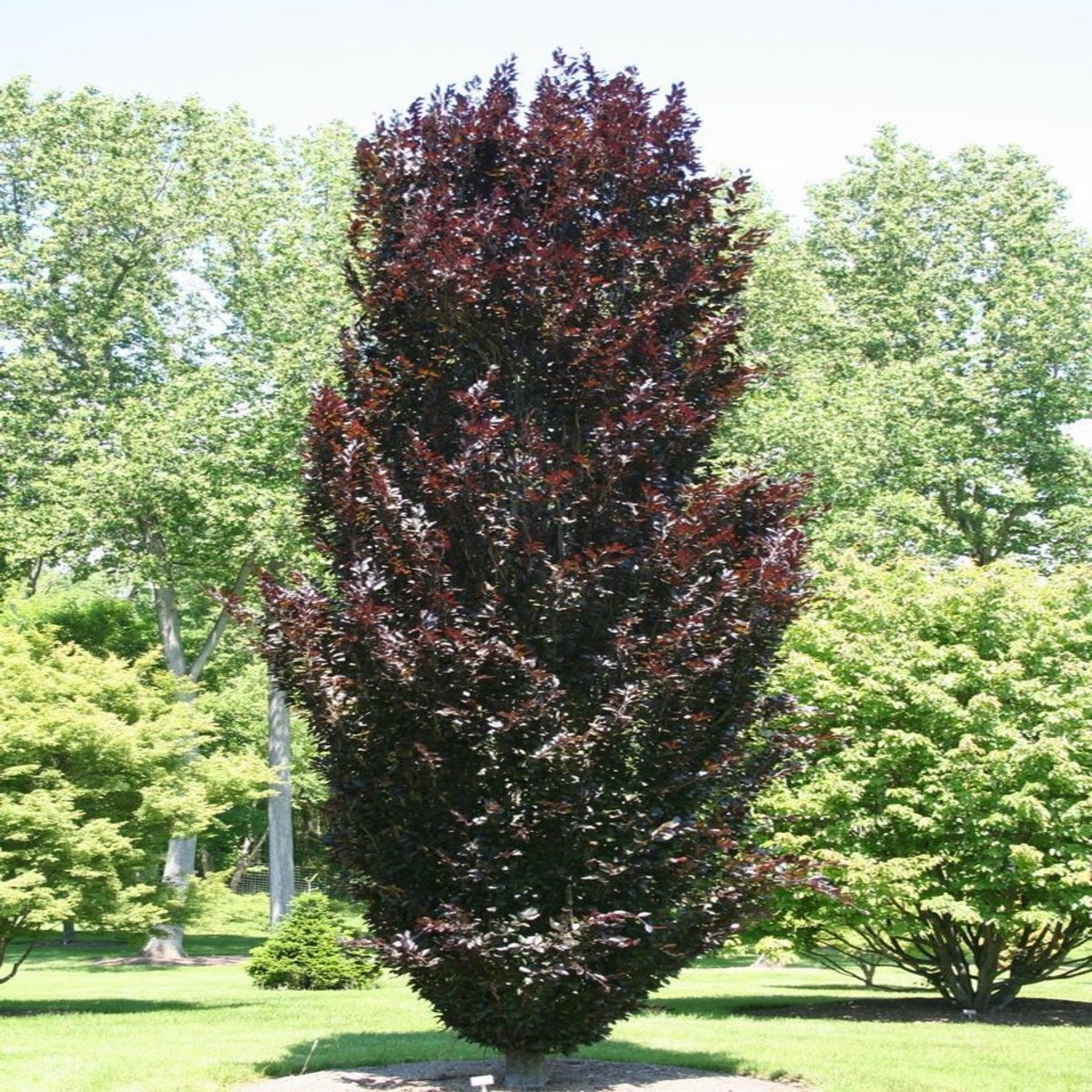 Fagus Sylvatica Red Obelisk Beech | SiteOne