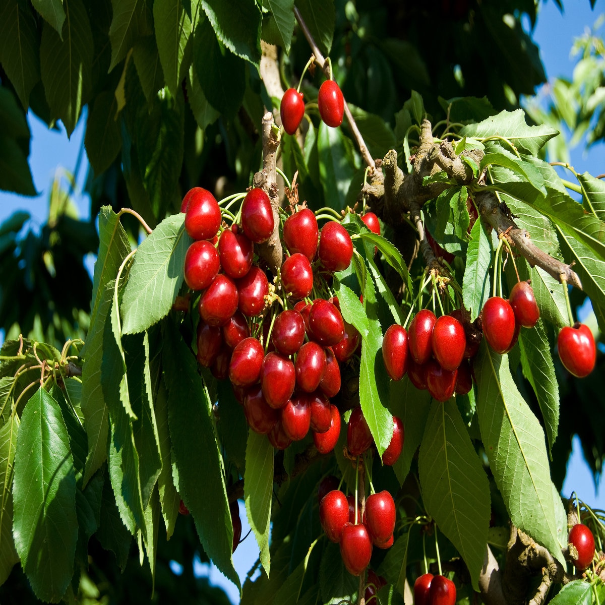 Prunus Avium 'Stella' Cherry | SiteOne