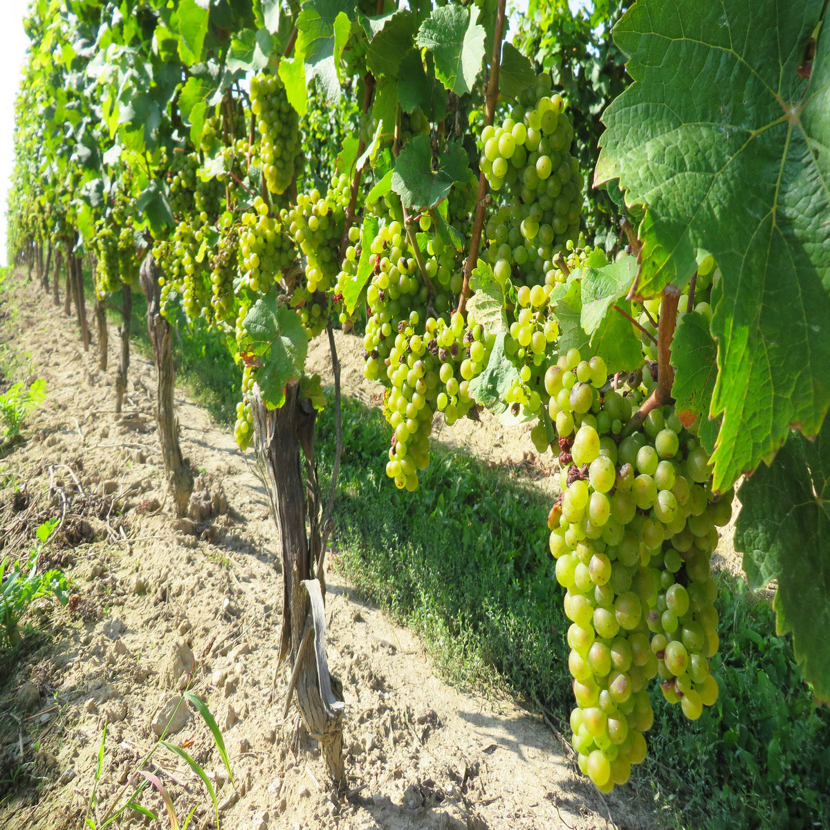 Vitis Labrusca Niagara Fox Grape | SiteOne