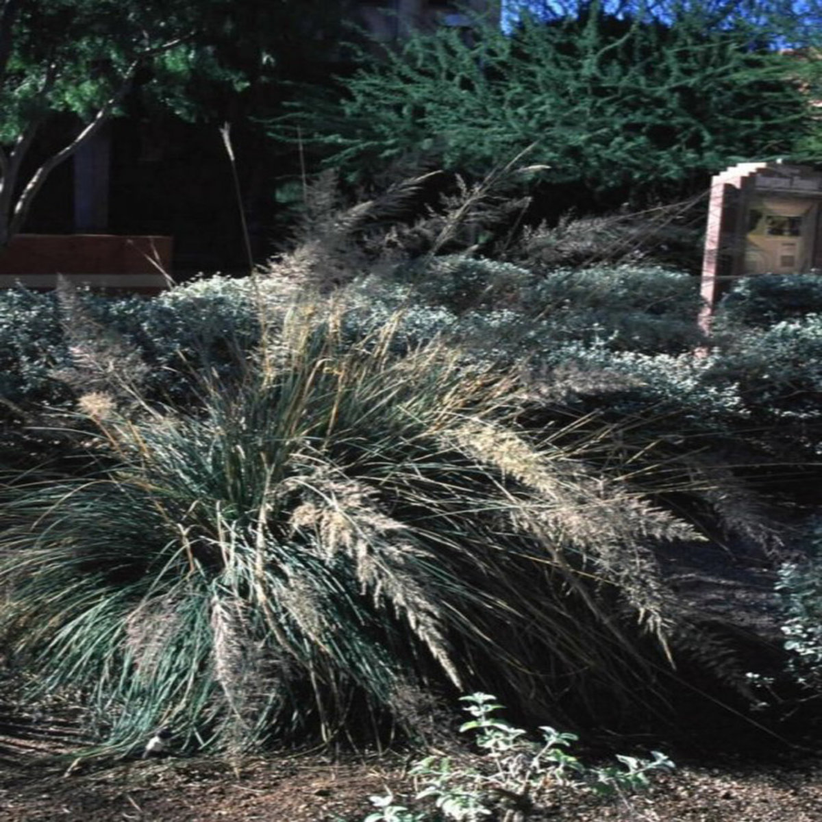 Muhlenbergia Emersleyi El Toro Bull Grass | SiteOne