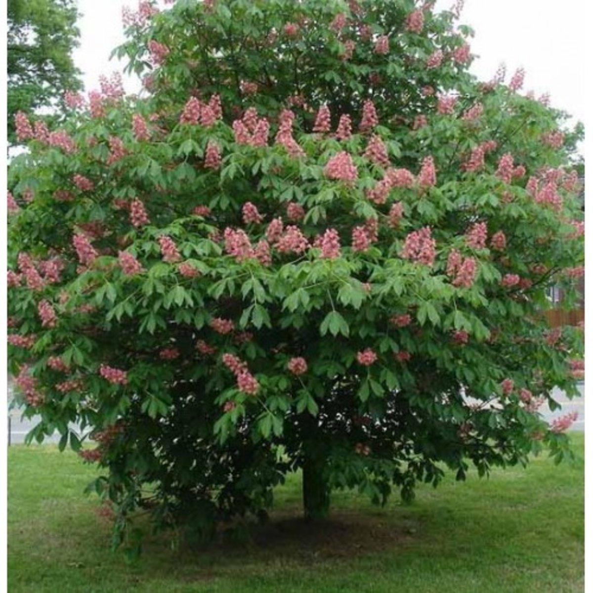 Aesculus X Carnea Fort Mcnair Red Horsechestnut | SiteOne