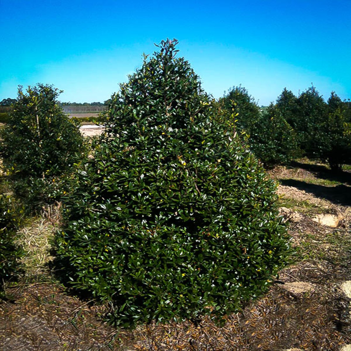 Ilex X Attenuata Fosteri Holly | SiteOne