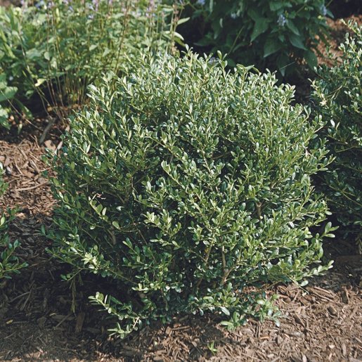 Ilex Crenata Hoogendorn Holly