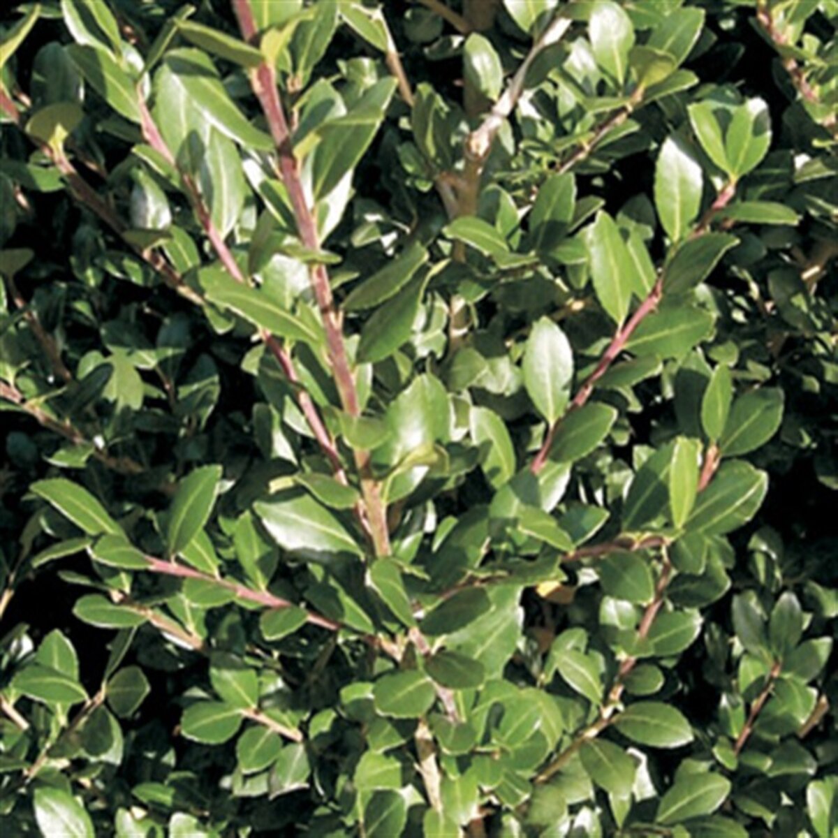 Ilex Crenata Nigra Japanese Holly | SiteOne