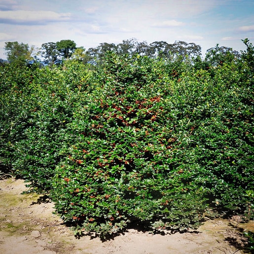 Ilex X Meserveae Blue Girl Blue Holly | SiteOne