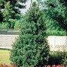 Ilex X Oakleaf Red Holly | SiteOne