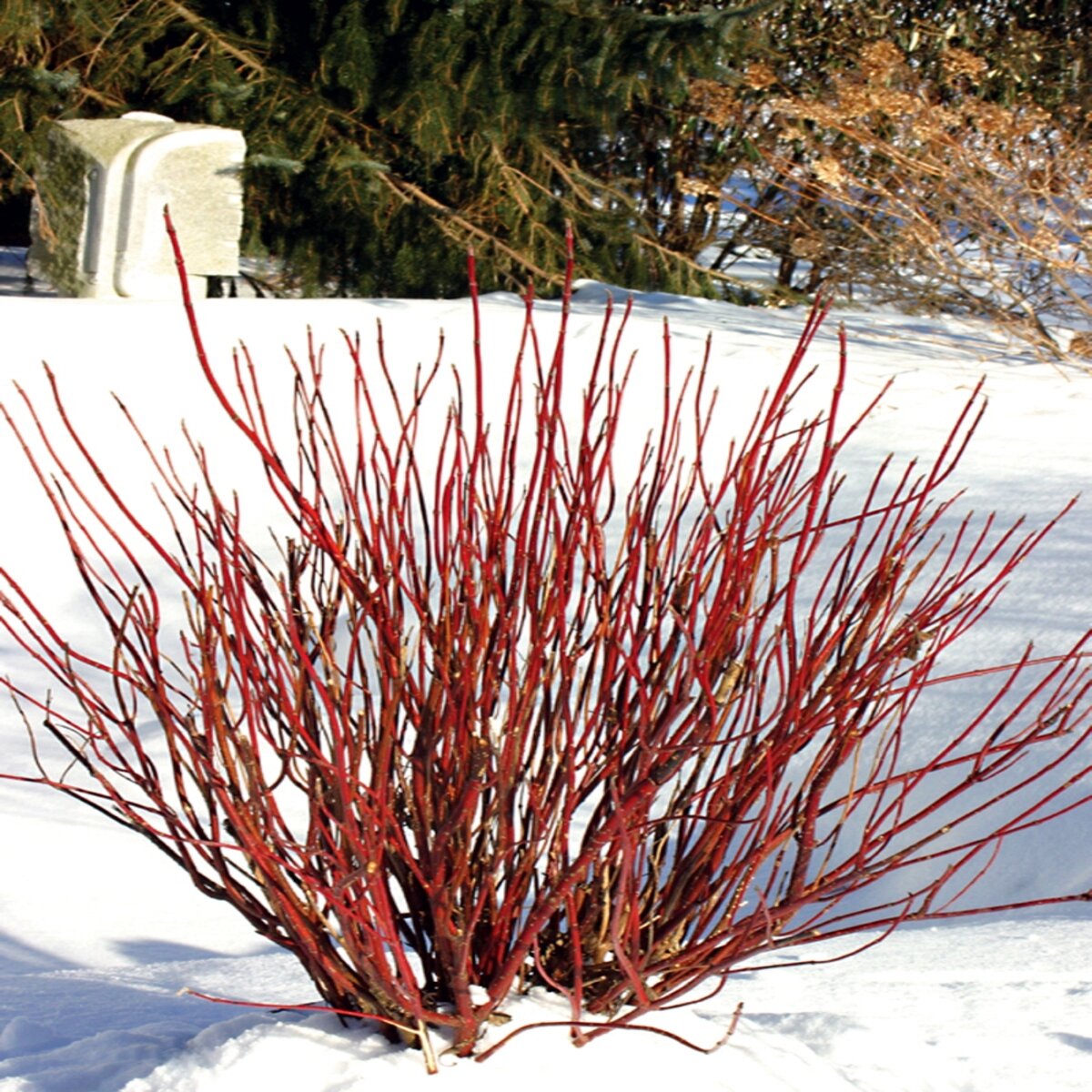 Cornus Stolonifera Color Choice Arctic Fire Red Twig Do | SiteOne