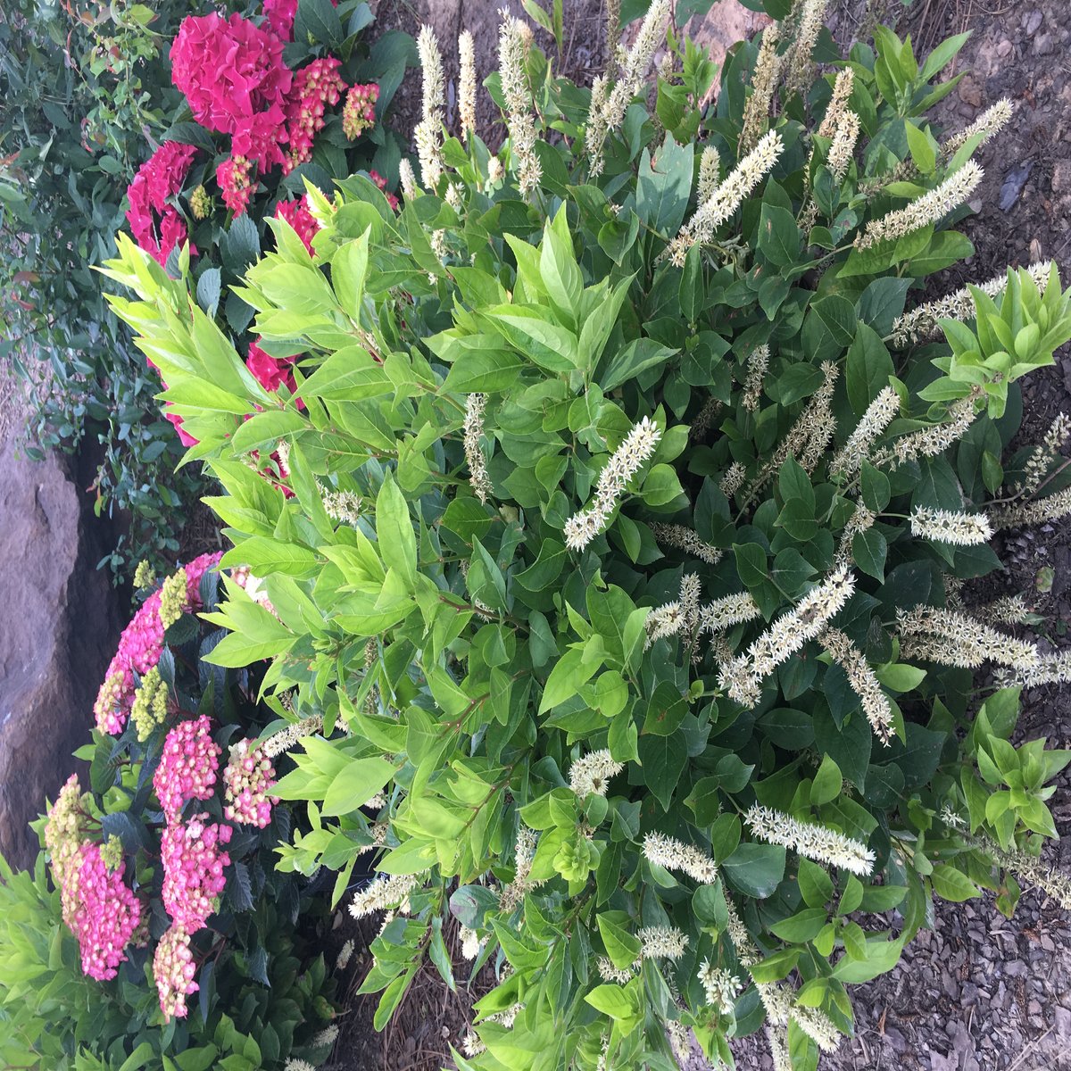 Itea Virginica Merlot Sweetspire | SiteOne