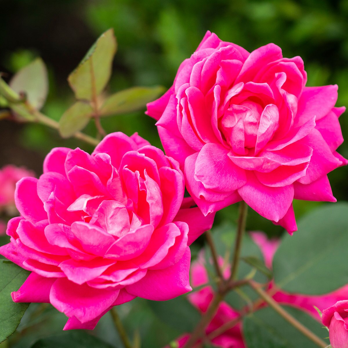 Rosa X Double Pink Knock Out Rose | SiteOne
