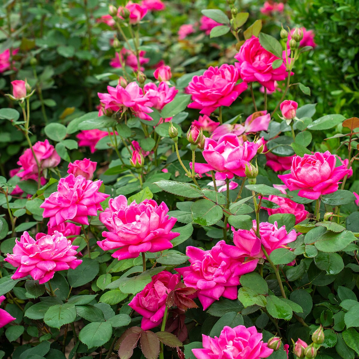 Rosa X Double Pink Knock Out Rose | SiteOne
