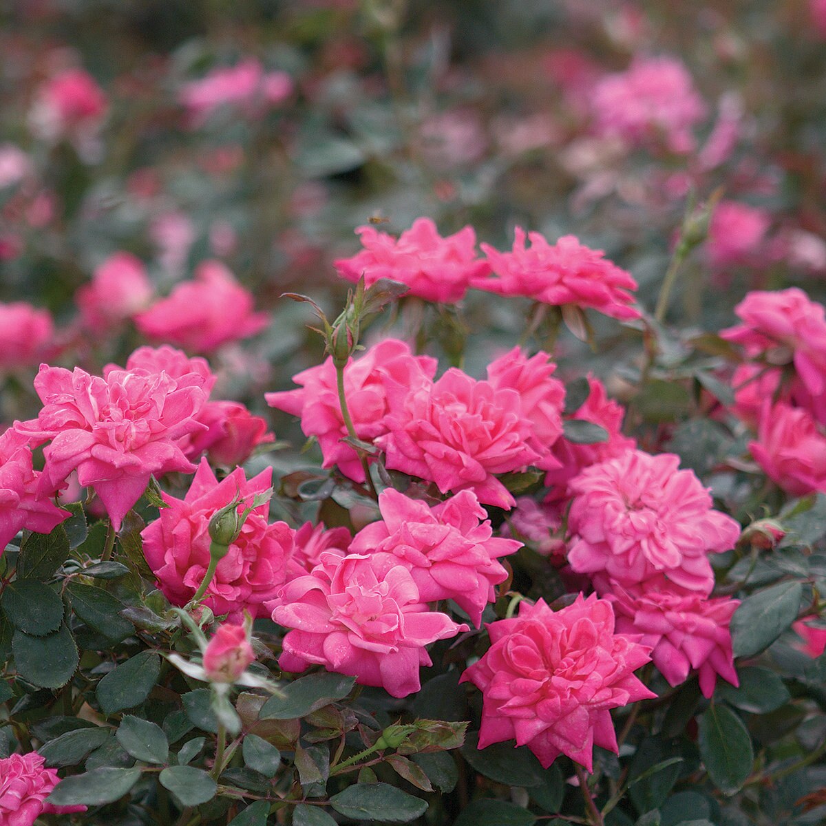 Rosa X Double Pink Knock Out Rose | SiteOne