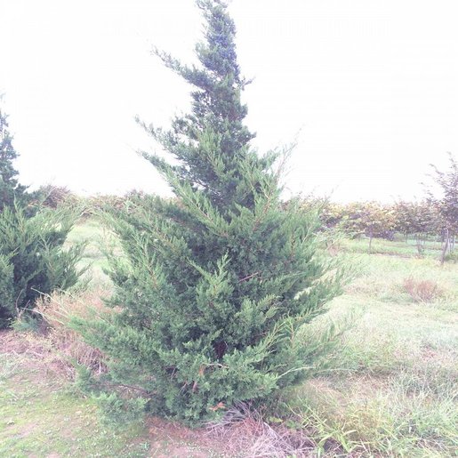 Juniperus Scopulorum Admiral Rocky Mountain Juniper | SiteOne