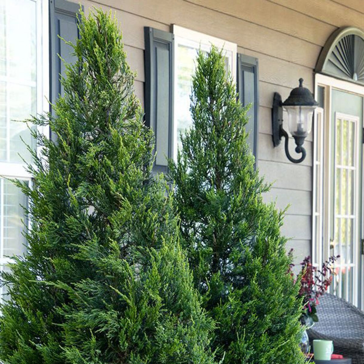 Juniperus Chinensis Hetzii Columnaris Chinese Juniper | SiteOne