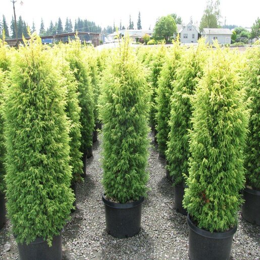Juniperus Communis Gold Cone Juniper | SiteOne