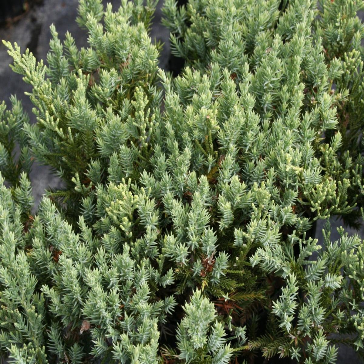 Juniperus Squamata Expansa Parsonii Juniper | SiteOne