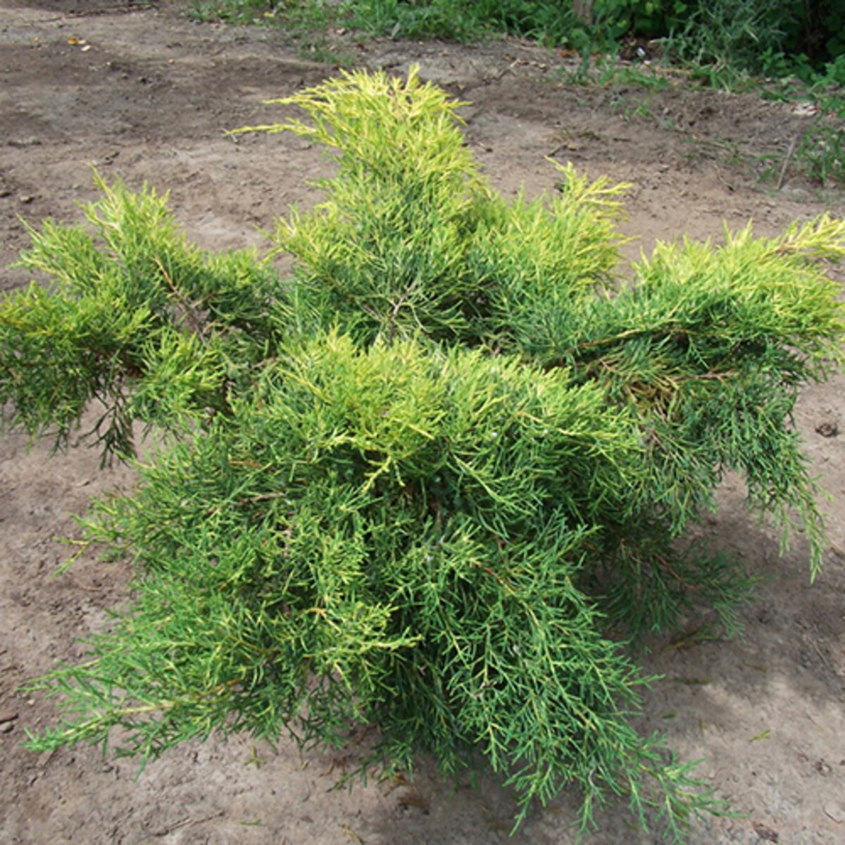 Juniperus X Pfitzeriana Saybrook Gold Juniper | SiteOne