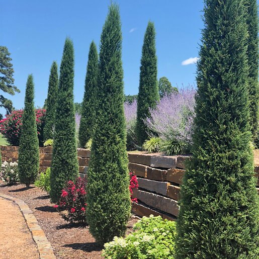 Juniperus Virginiana Taylor Eastern Red Cedar | SiteOne