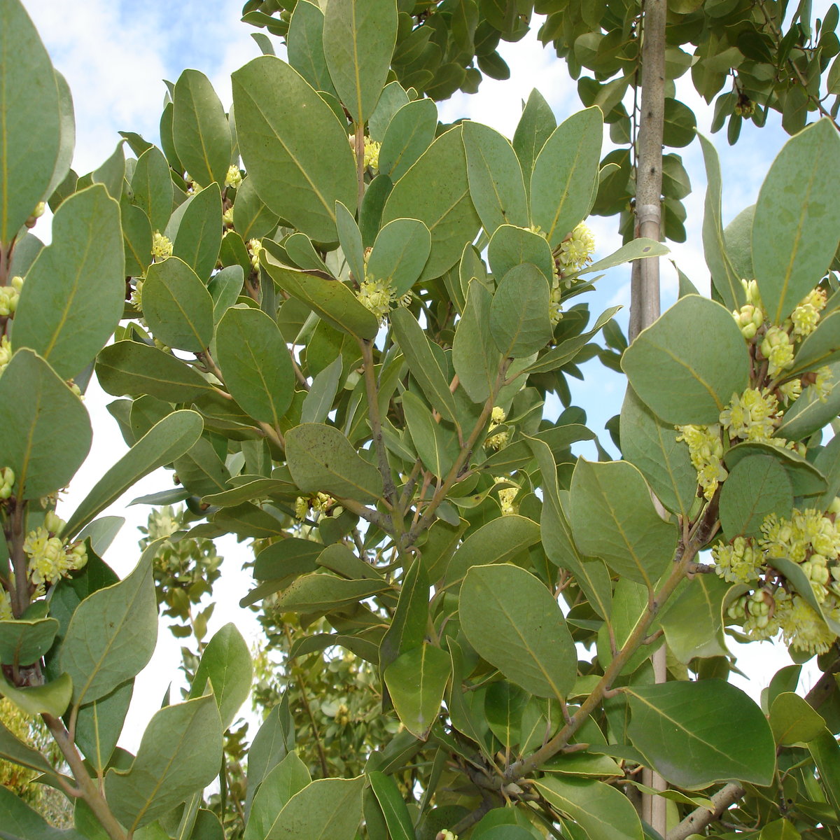 Laurus Nobilis Saratoga Bay Laurel | SiteOne
