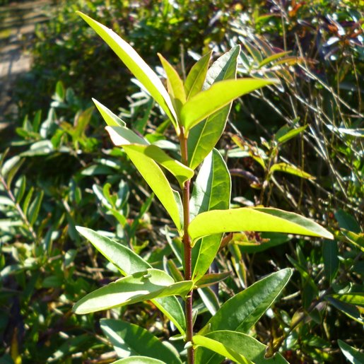 Ligustrum Vulgare Lodense Dwarf Privet | SiteOne