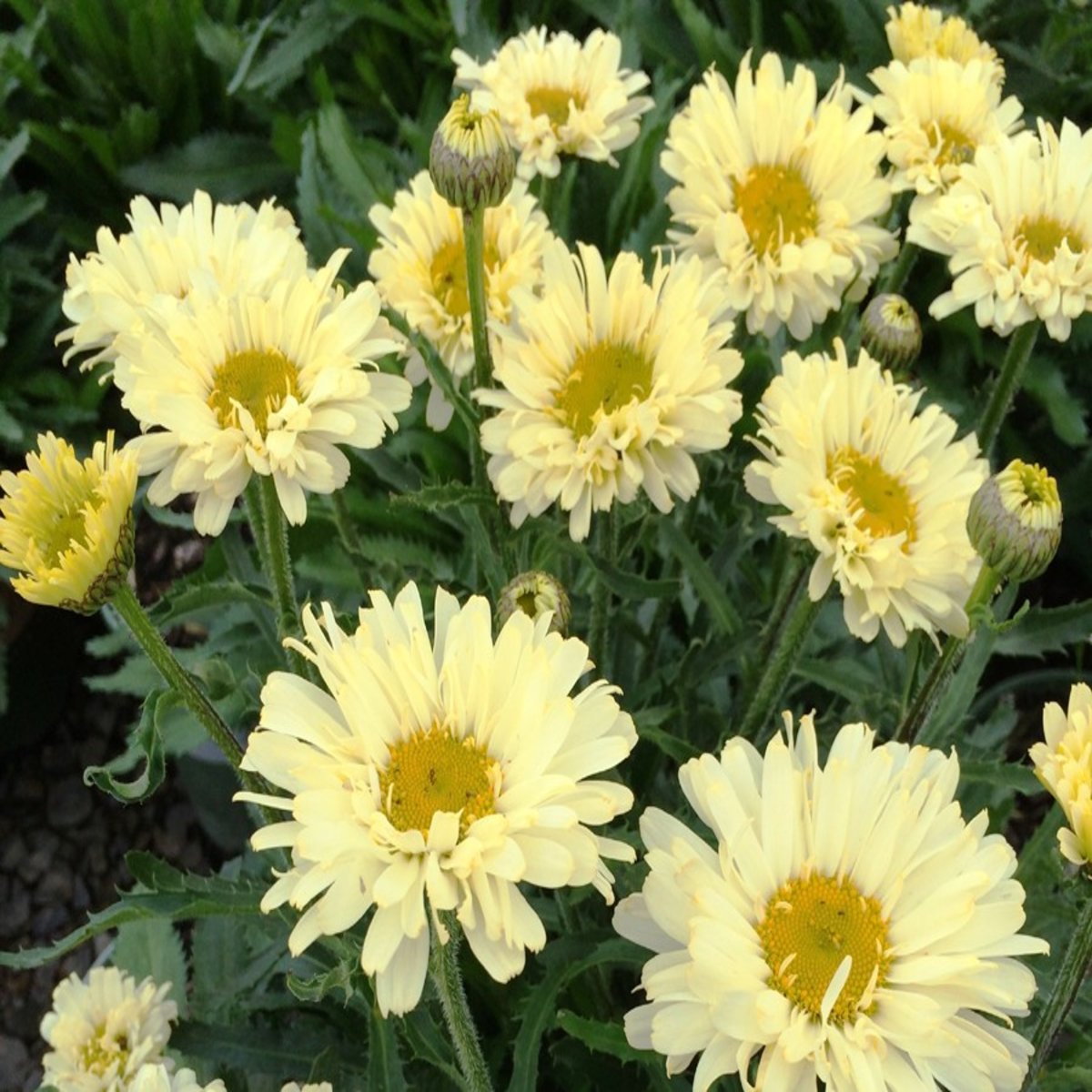 Leucanthemum X Superbum Real Dream Shasta Daisy | SiteOne