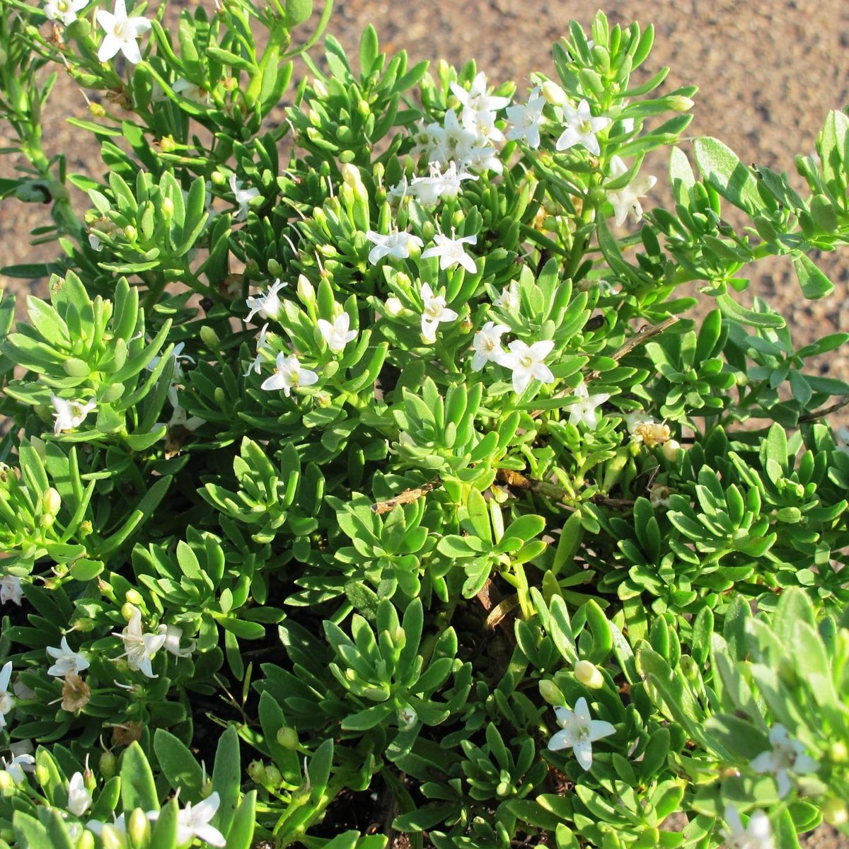 Myoporum Parvifolium Putah Creek Creeping Boobialla | SiteOne