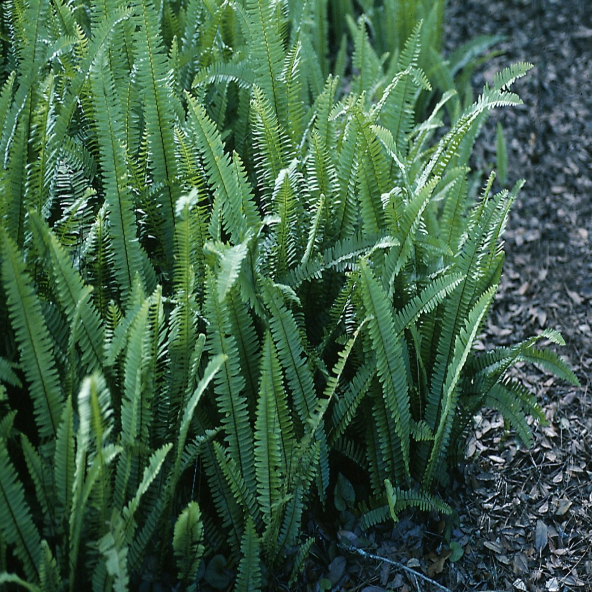 Dryopteris Ludoviciana Southern Wood Fern | SiteOne