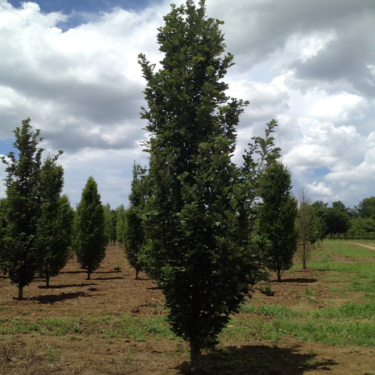 Quercus X Warei Regal Prince Oak | SiteOne