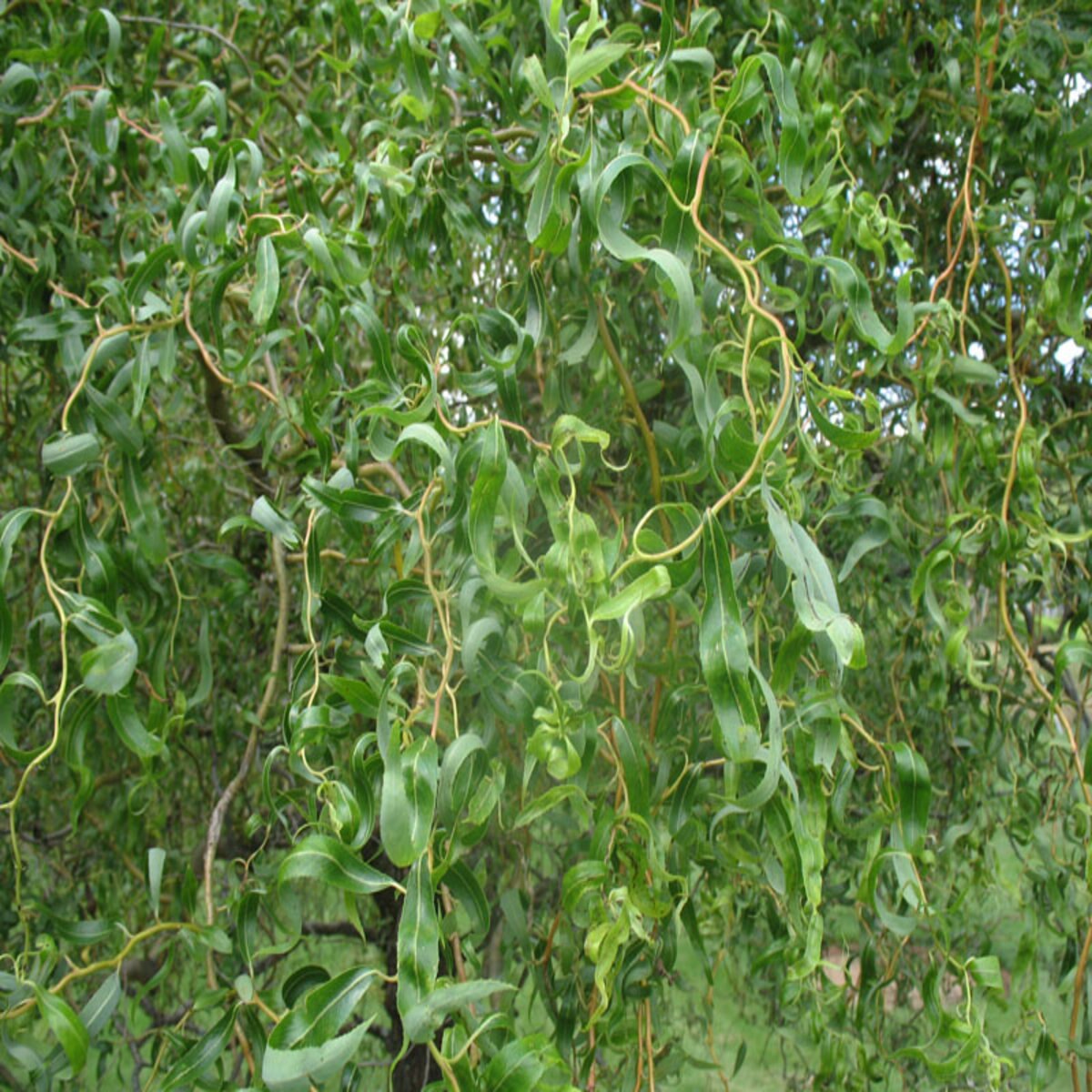 Salix Matsudana X Alba Scarlet Curls Willow | SiteOne