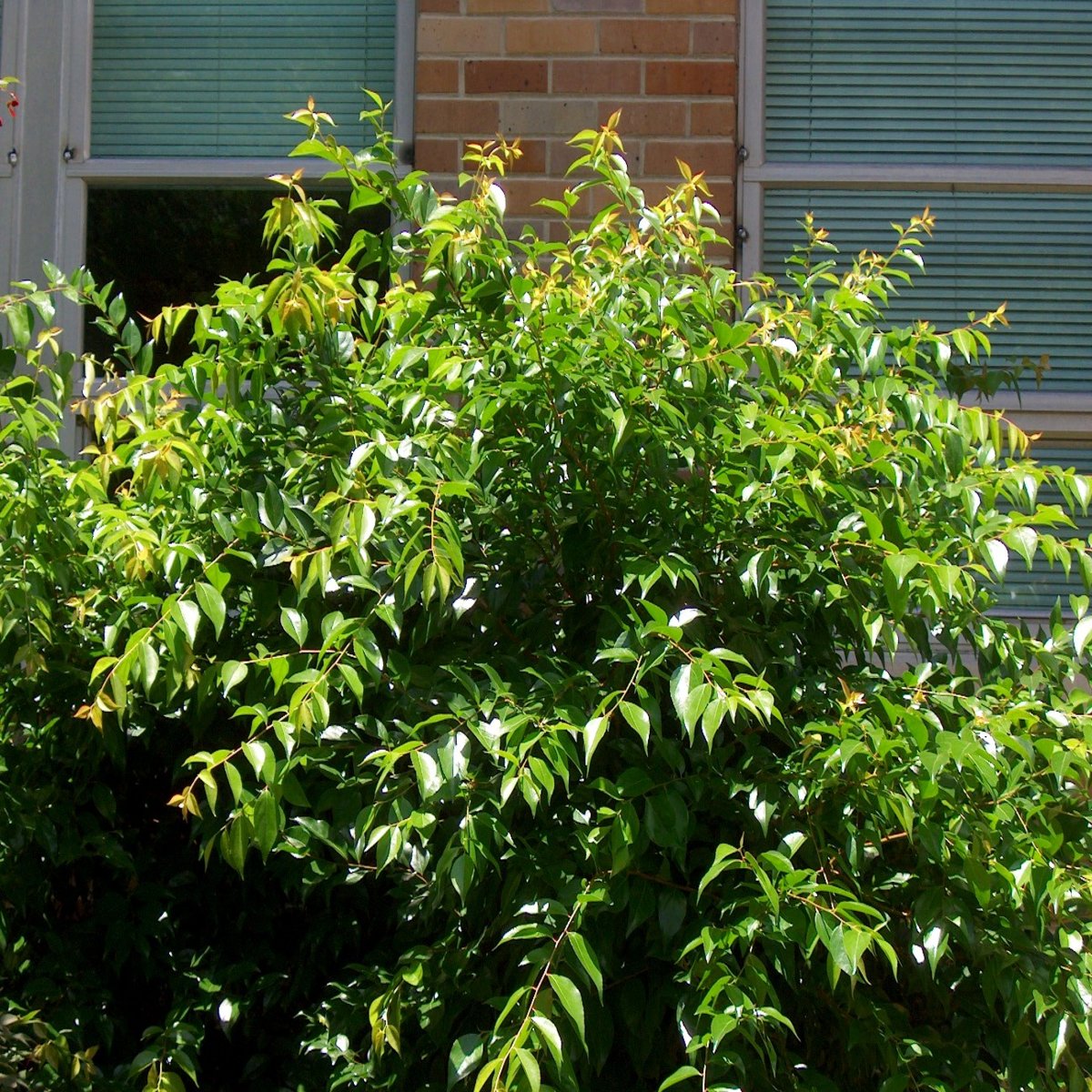 Xylosma Congestum Compacta Shiny Xylosma | SiteOne