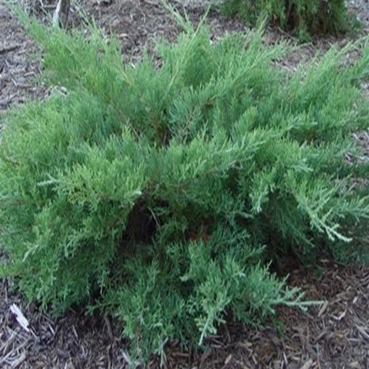 Juniperus X Kallays Compact Pfitzer Juniper | SiteOne