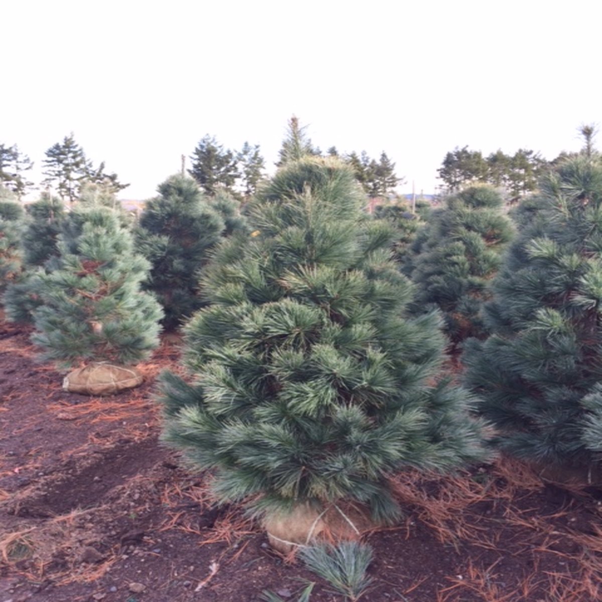 Pinus Strobus Domingo Eastern White Pine | SiteOne