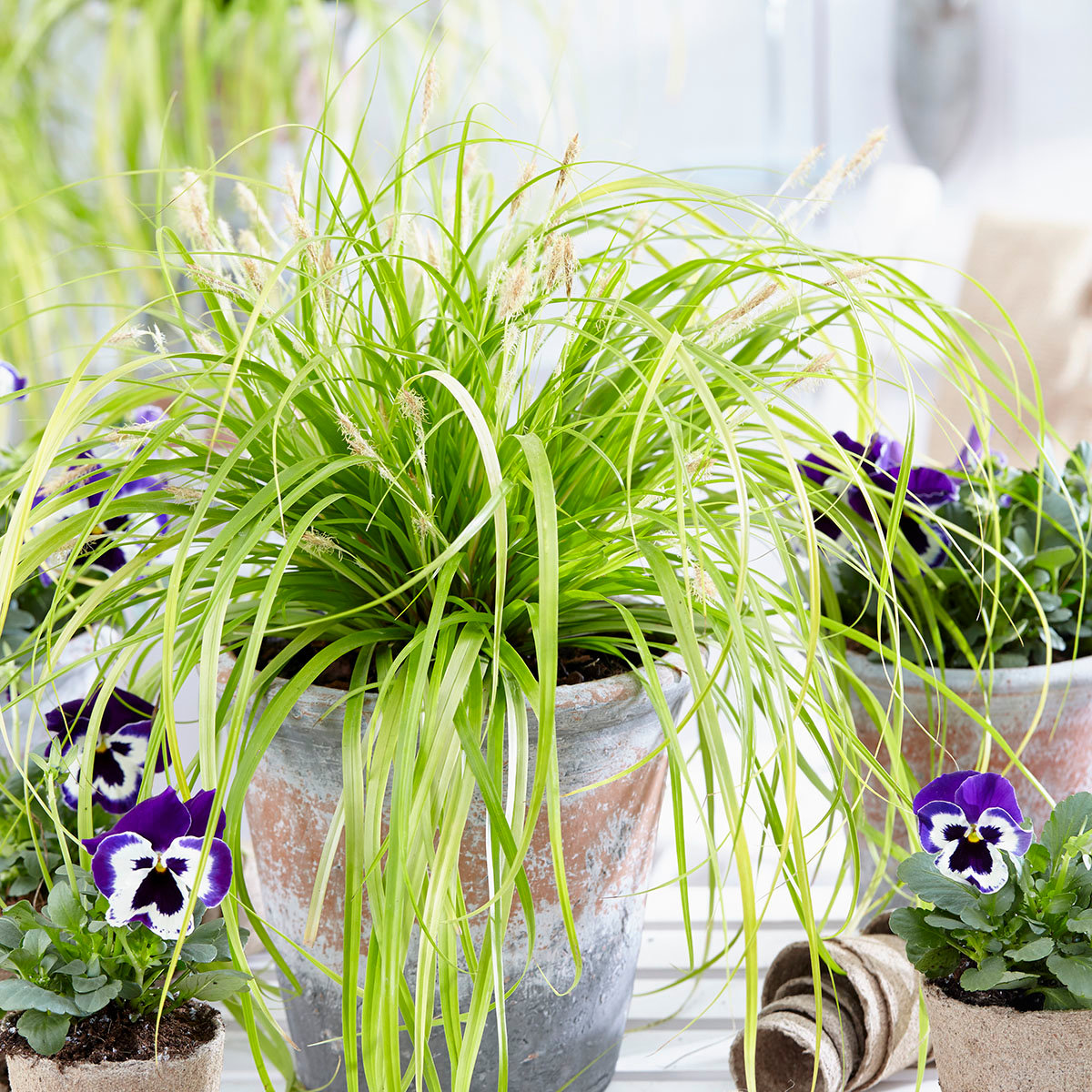 Carex Oshimensis EverColor Everillo Sedge | SiteOne