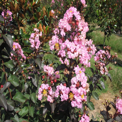 Lagerstroemia Indica Rhapsody in Pink Crape Myrtle | SiteOne