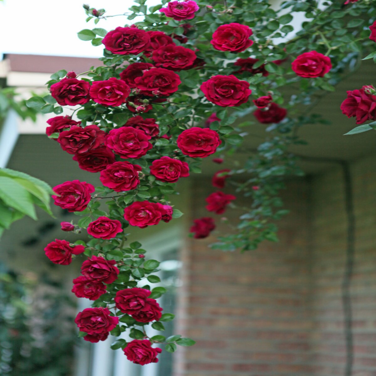 Rosa X Ramblin Red Rose | SiteOne